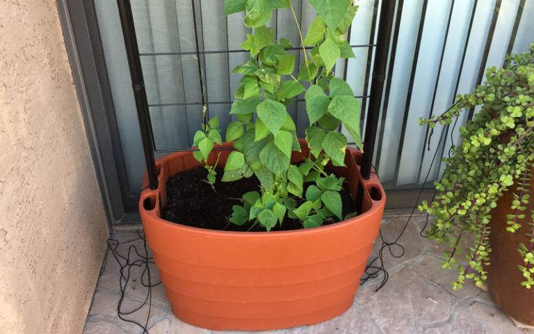 Gardener’s Revolution® Classic Vine Planter: Product Review