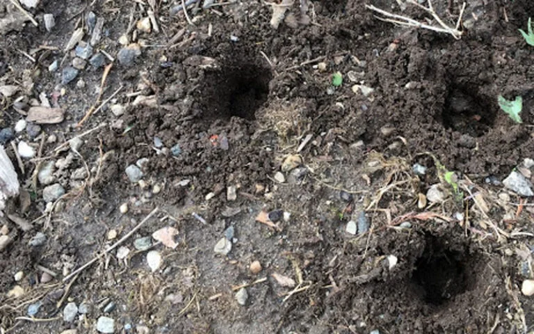Scotts WeedOut Pro Stand-Up Weeder: Product Review
