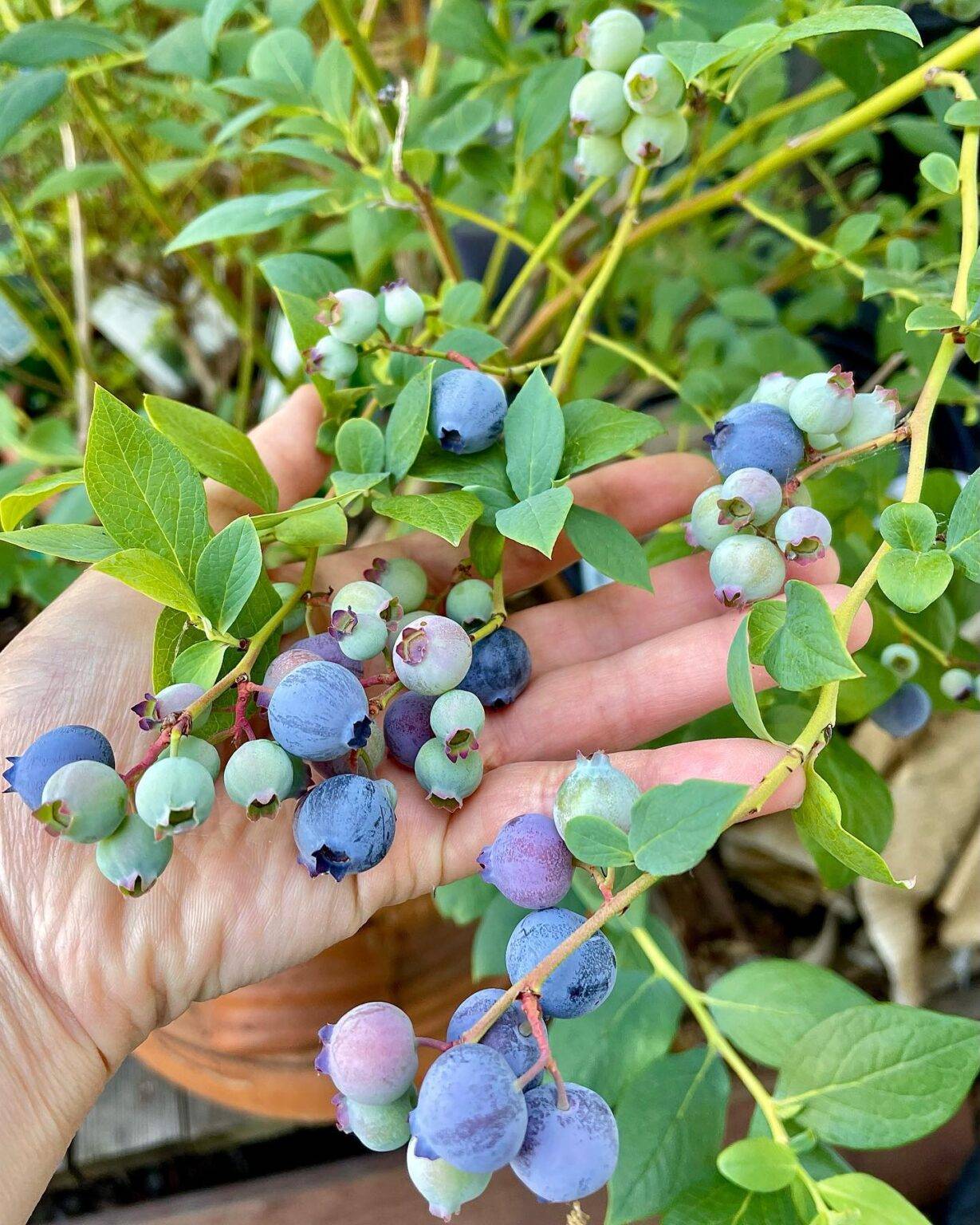6 Best Fertilizers for Blueberries to Increase Your Yield - Gardening ...
