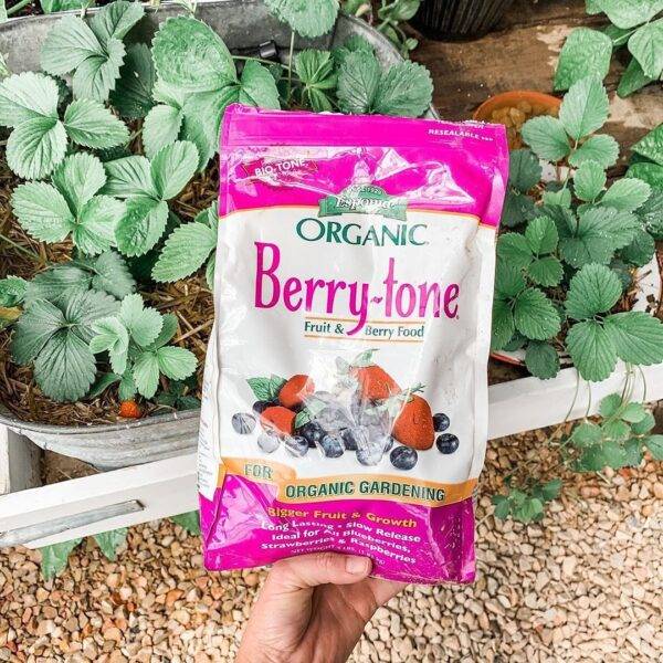 6 Best Fertilizers for Strawberries: Boost The Fruit Harvest ...