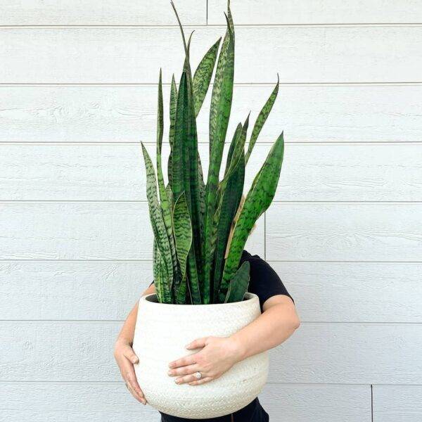 8 Best Pots for Snake Plants: Sustain Those Succulents - Gardening ...