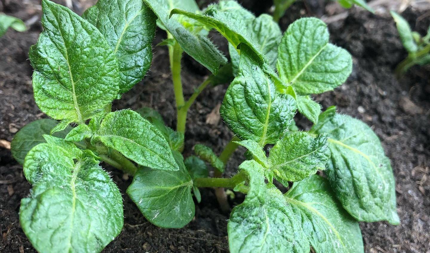 6 Best Fertilizers for Potatoes to Boost Your Tuber Yield - Gardening ...