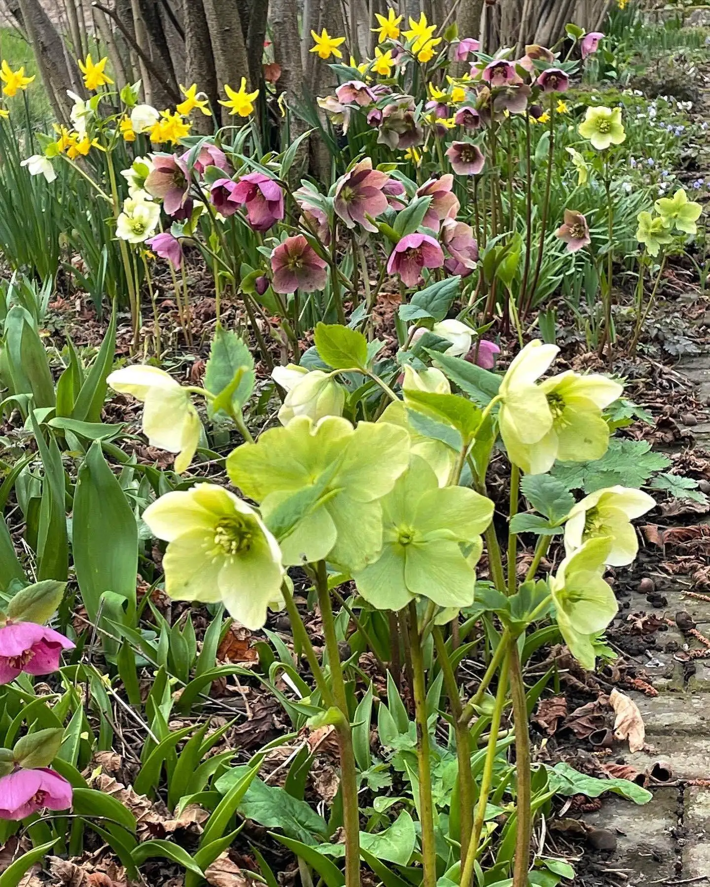 5 Best Weed Killers for Flower Beds to Put Your Flora First - Gardening ...